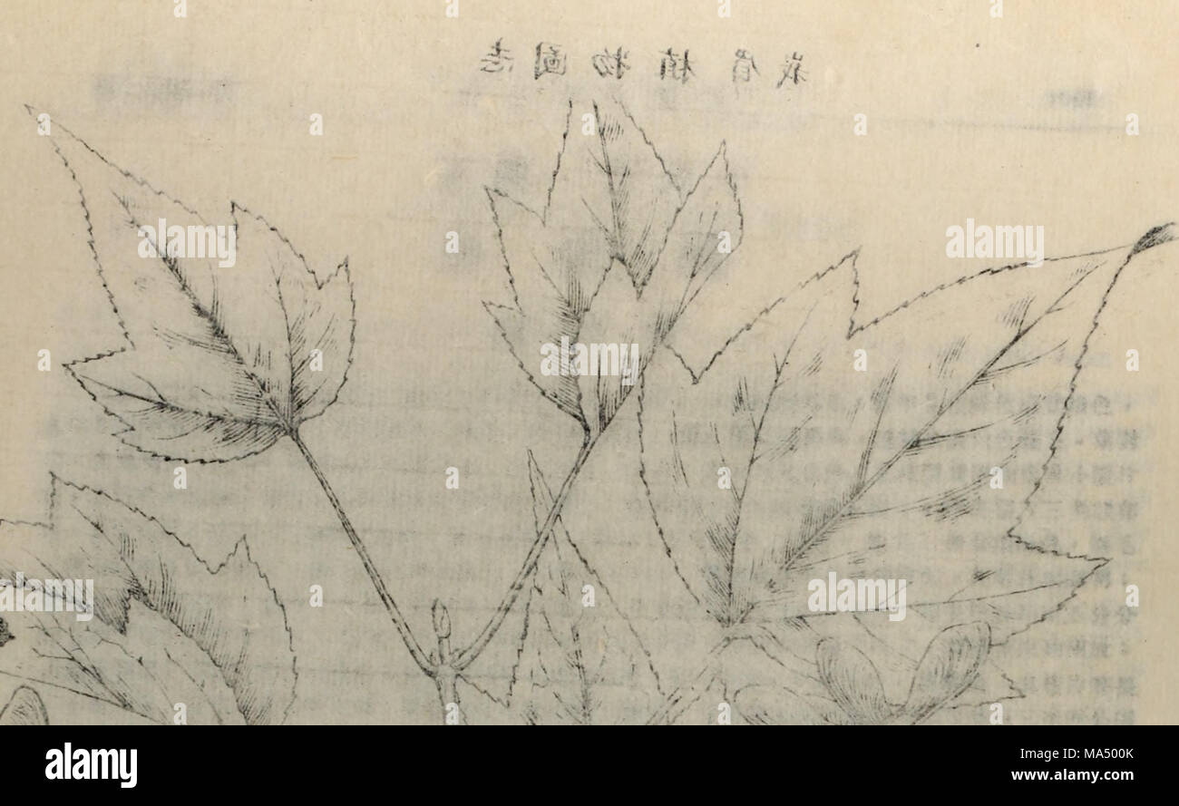 . e mei zhi wu tu zhi Stock Photo - Alamy