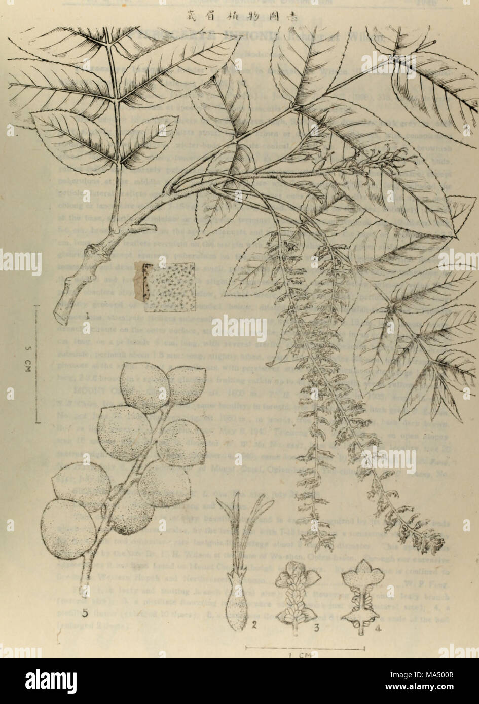 . e mei zhi wu tu zhi Stock Photo - Alamy