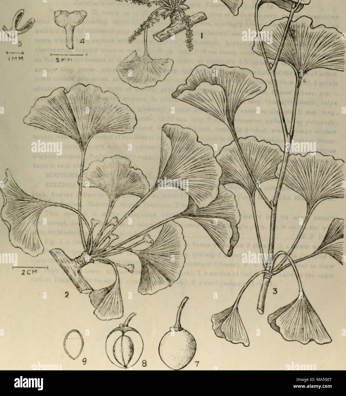 . e mei zhi wu tu zhi Stock Photo - Alamy