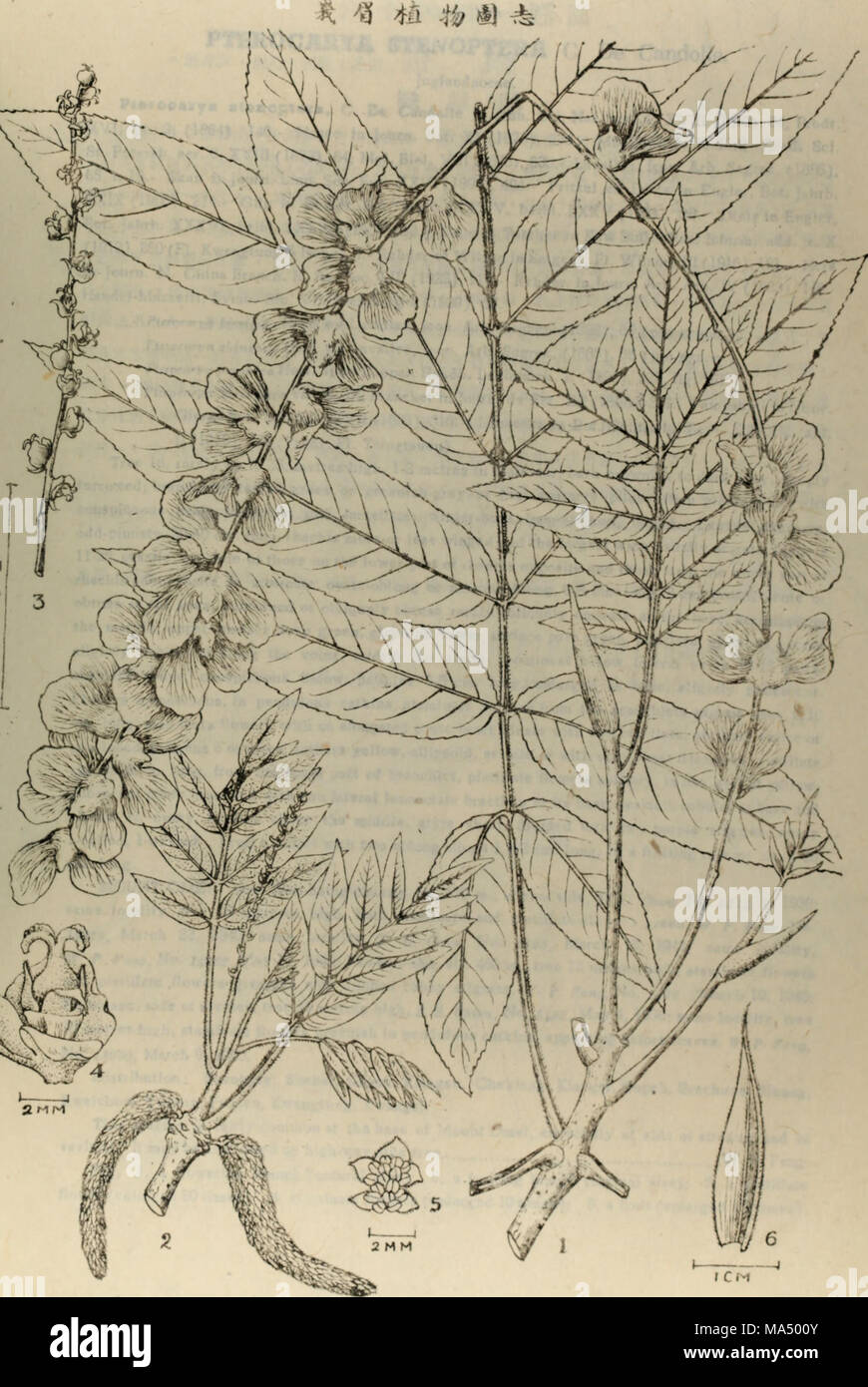 . e mei zhi wu tu zhi Stock Photo - Alamy