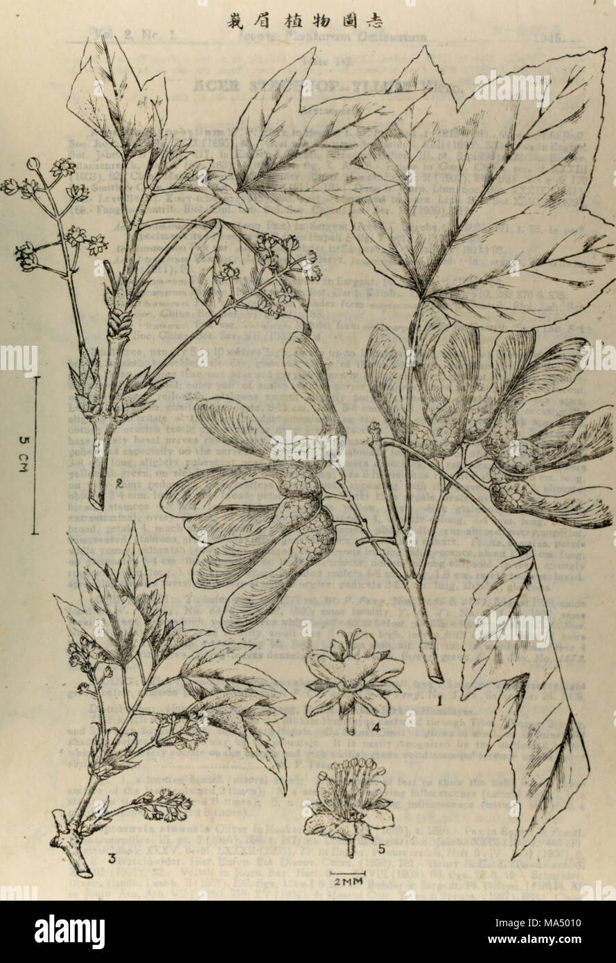 . e mei zhi wu tu zhi Stock Photo - Alamy