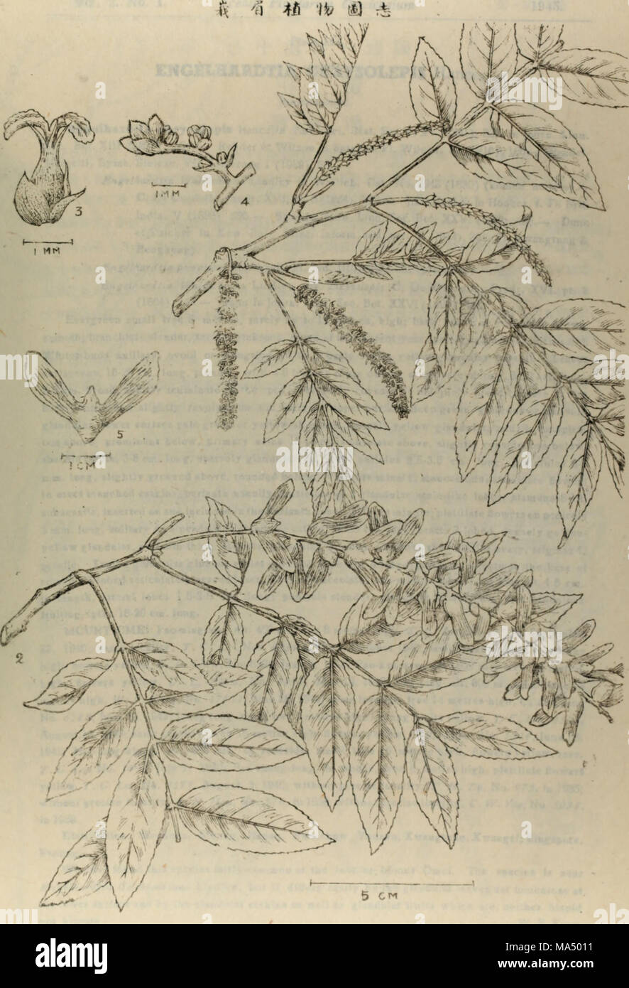 . e mei zhi wu tu zhi Stock Photo - Alamy