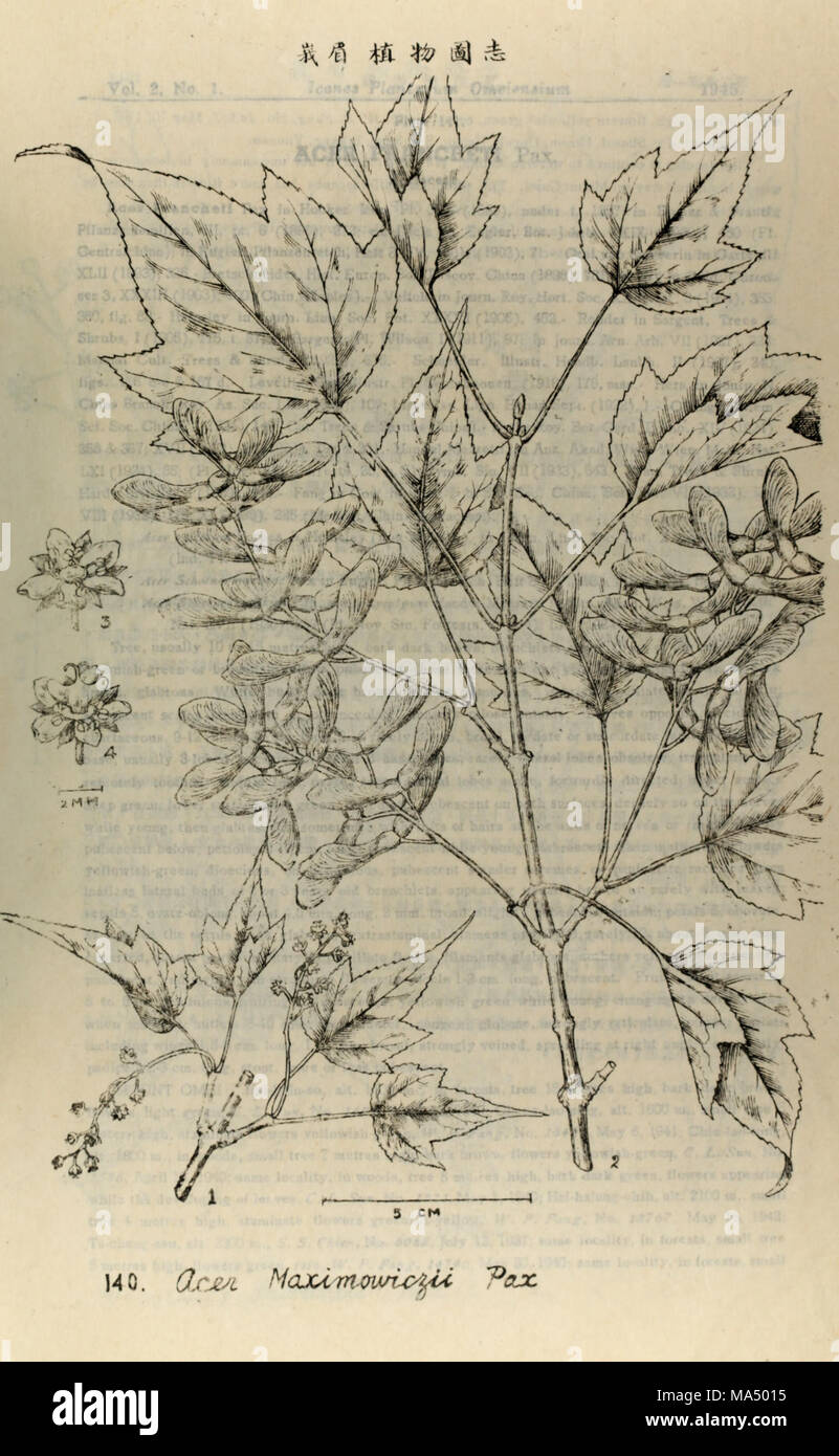 . e mei zhi wu tu zhi Stock Photo - Alamy