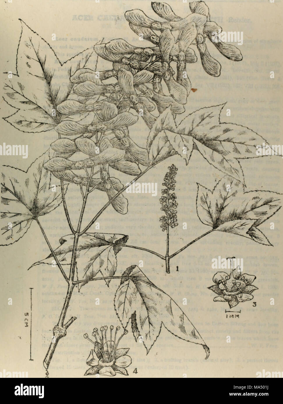 . e mei zhi wu tu zhi Stock Photo - Alamy