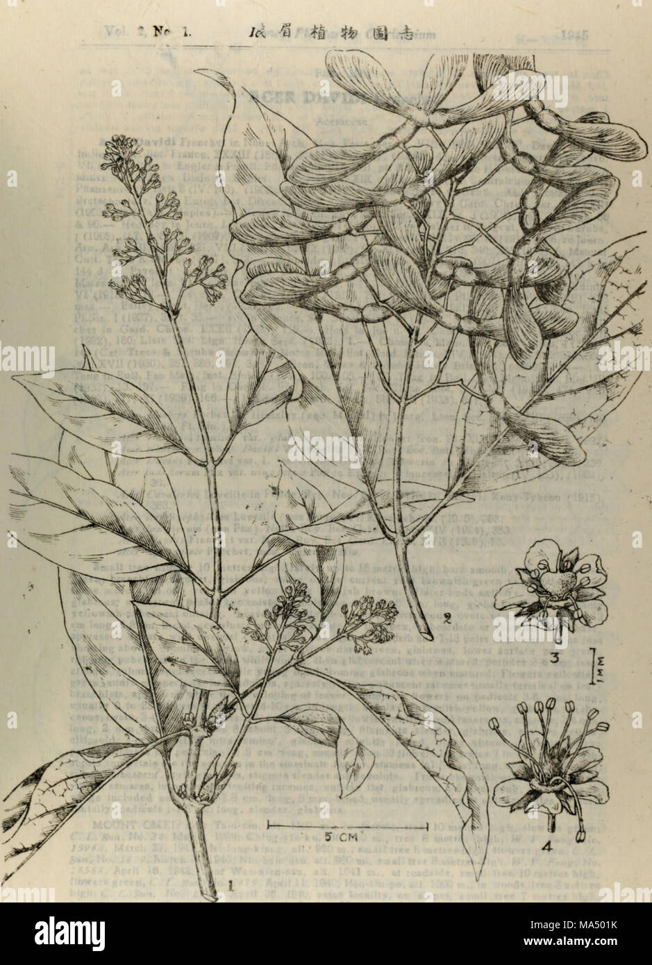 . e mei zhi wu tu zhi Stock Photo - Alamy