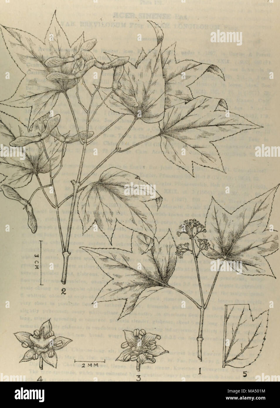 . e mei zhi wu tu zhi Stock Photo - Alamy