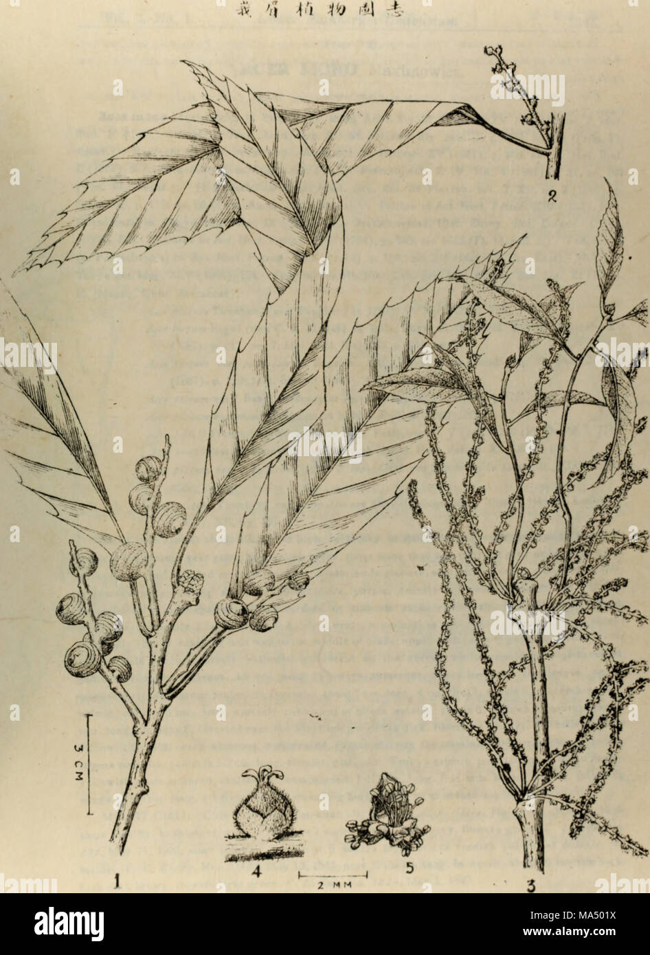 . e mei zhi wu tu zhi Stock Photo - Alamy