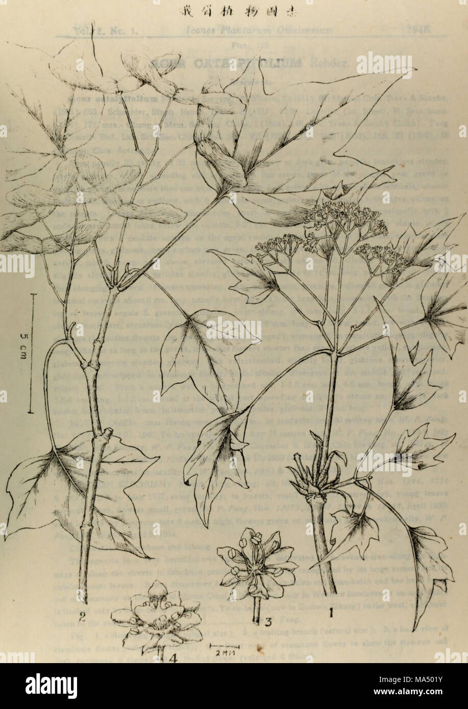 . e mei zhi wu tu zhi Stock Photo - Alamy