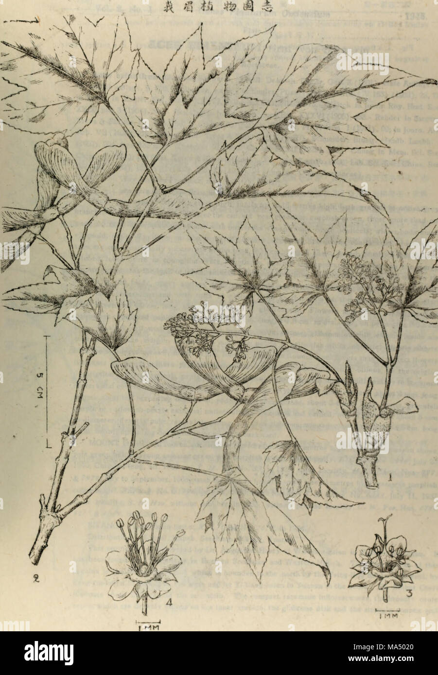 . e mei zhi wu tu zhi Stock Photo - Alamy