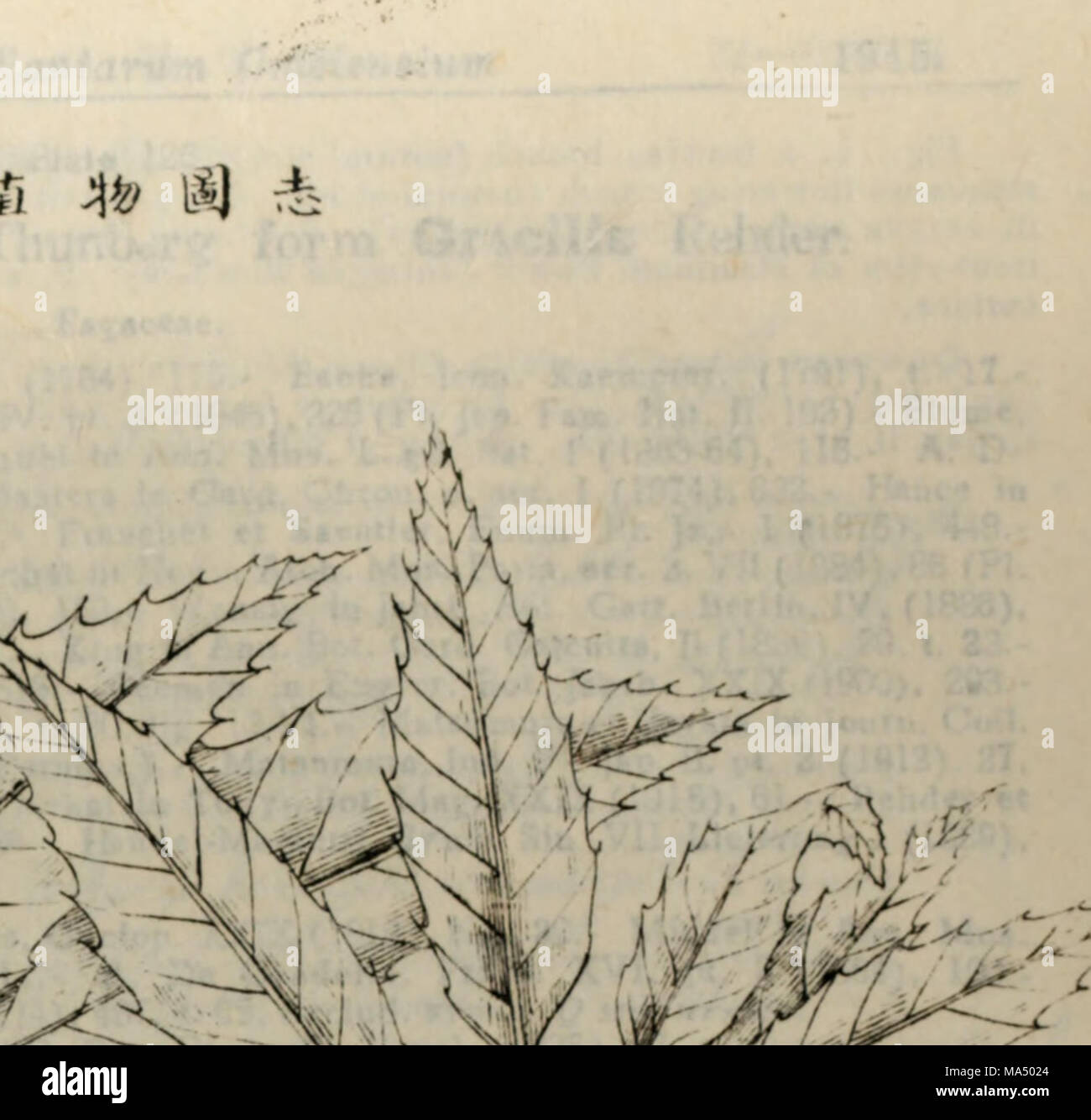 . e mei zhi wu tu zhi Stock Photo - Alamy