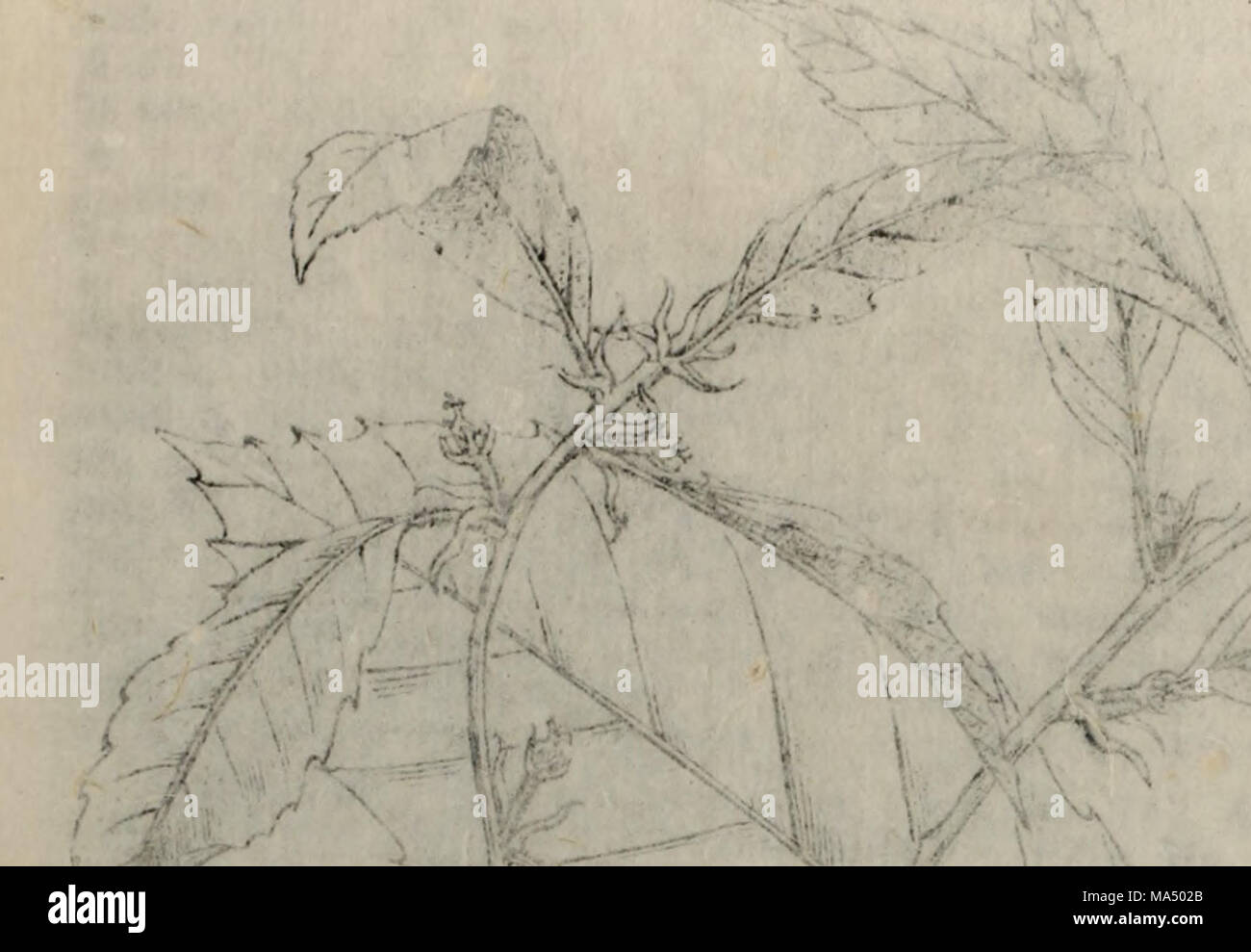 . e mei zhi wu tu zhi Stock Photo - Alamy