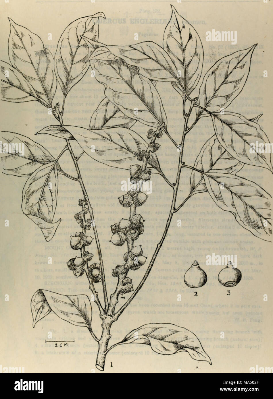 . e mei zhi wu tu zhi Stock Photo - Alamy