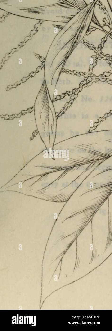 . e mei zhi wu tu zhi Stock Photo - Alamy