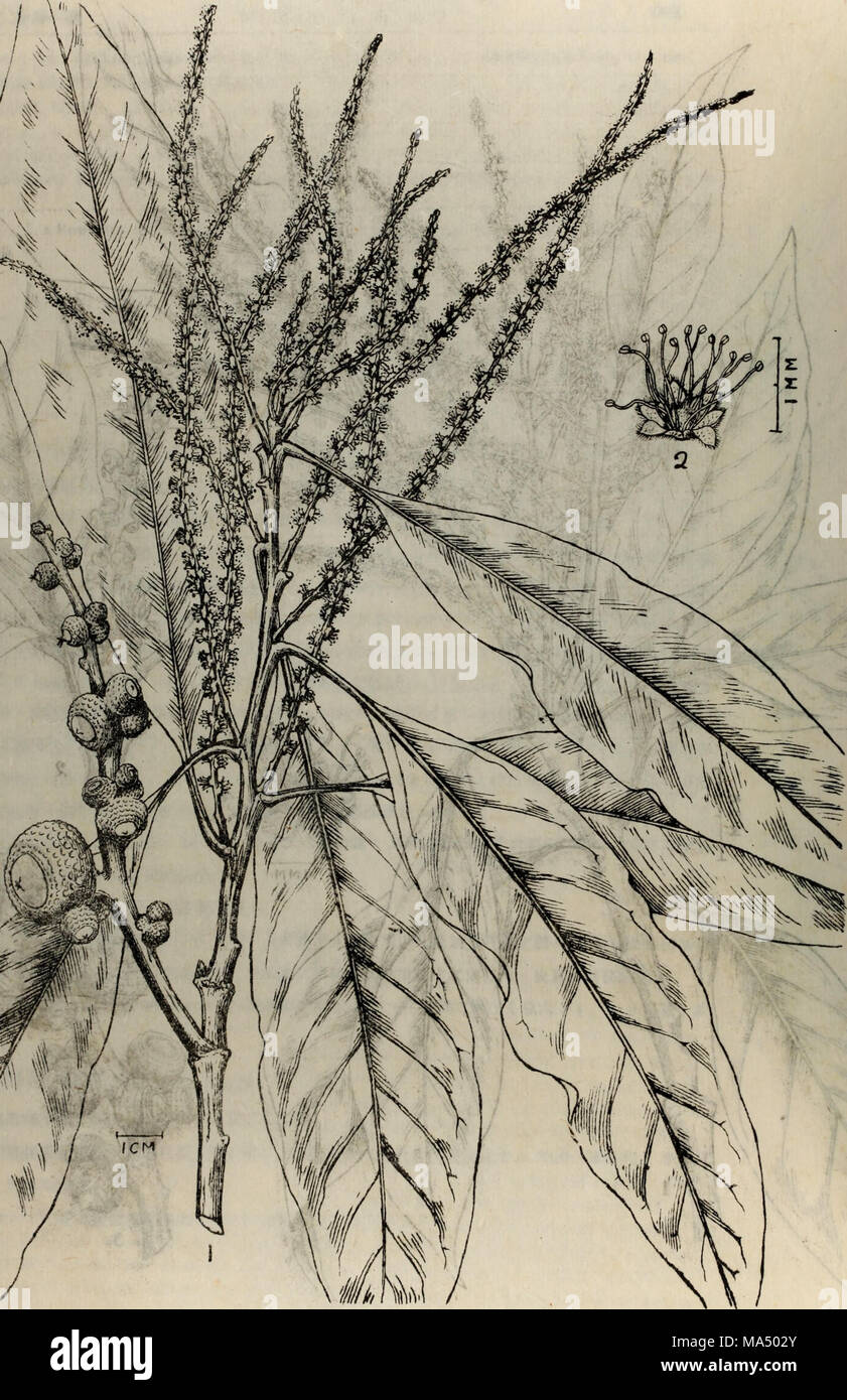 . e mei zhi wu tu zhi Stock Photo - Alamy