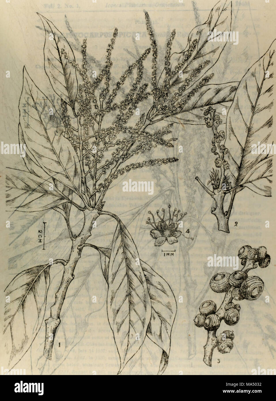 . e mei zhi wu tu zhi Stock Photo - Alamy