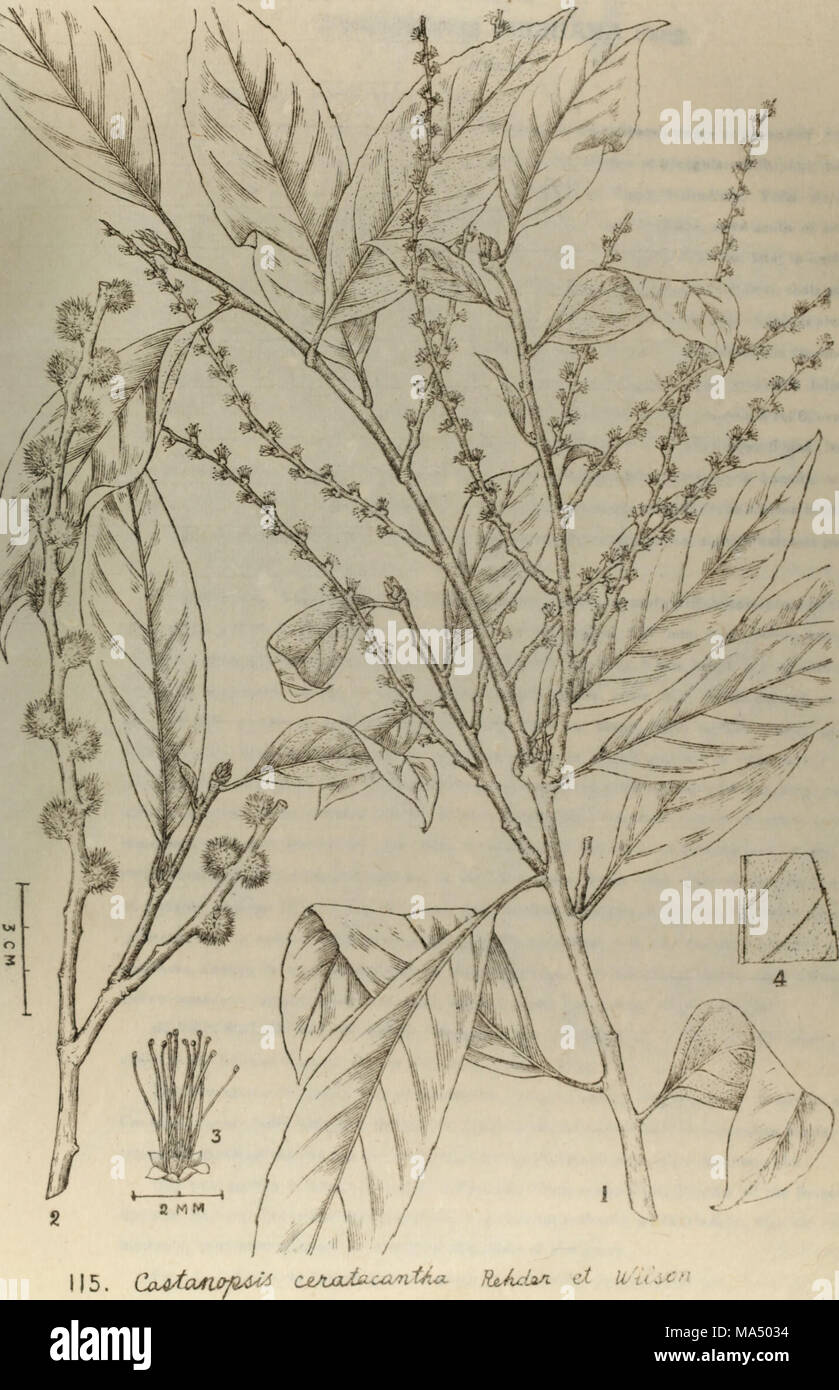 . e mei zhi wu tu zhi Stock Photo - Alamy