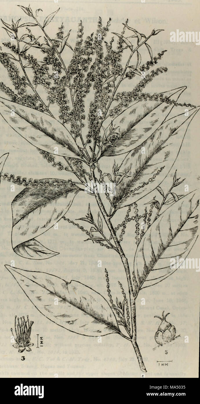 . e mei zhi wu tu zhi Stock Photo - Alamy