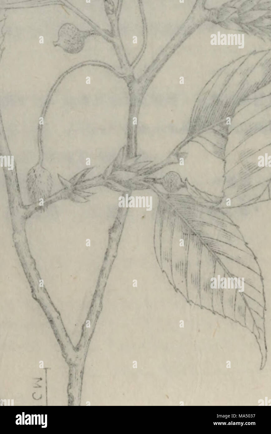 . e mei zhi wu tu zhi Stock Photo - Alamy