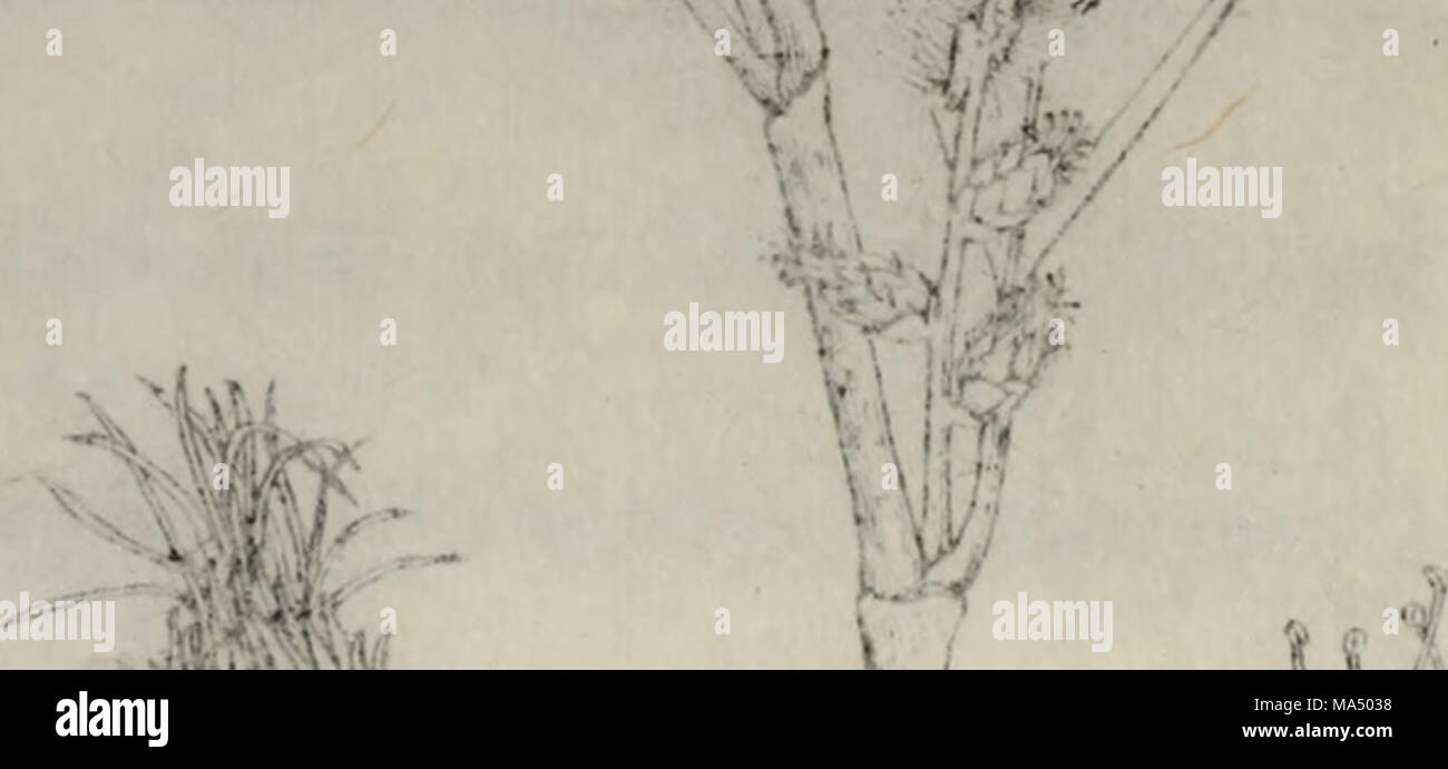 . e mei zhi wu tu zhi Stock Photo - Alamy