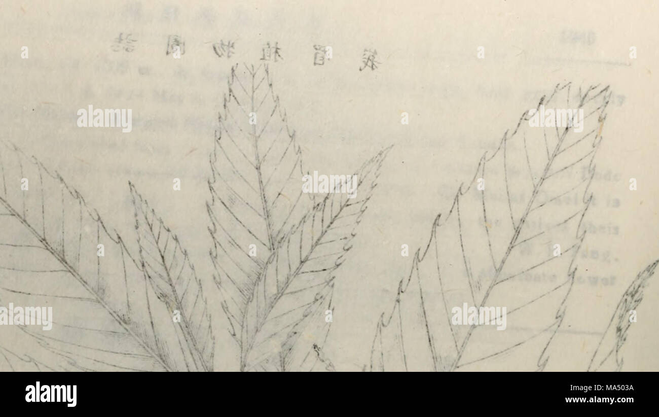 . e mei zhi wu tu zhi Stock Photo - Alamy