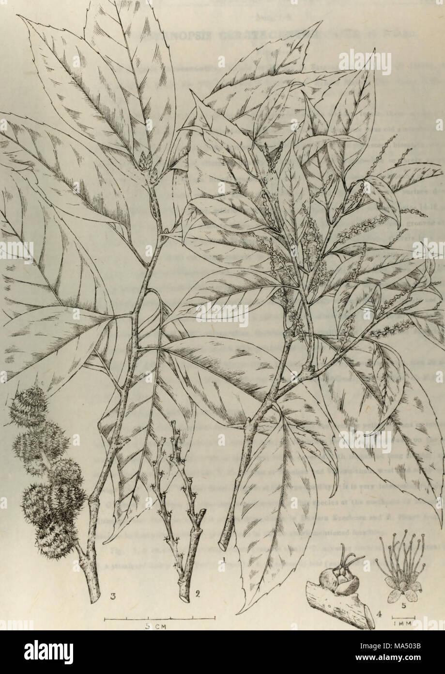 . e mei zhi wu tu zhi Stock Photo - Alamy