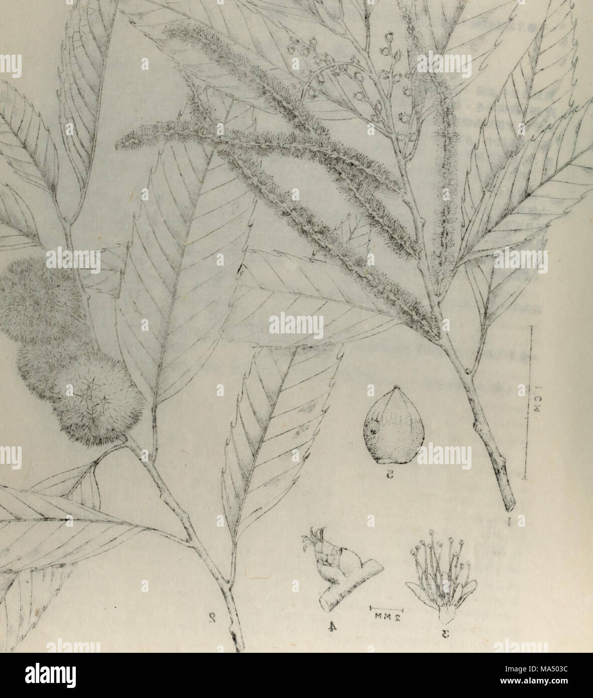 . e mei zhi wu tu zhi Stock Photo - Alamy