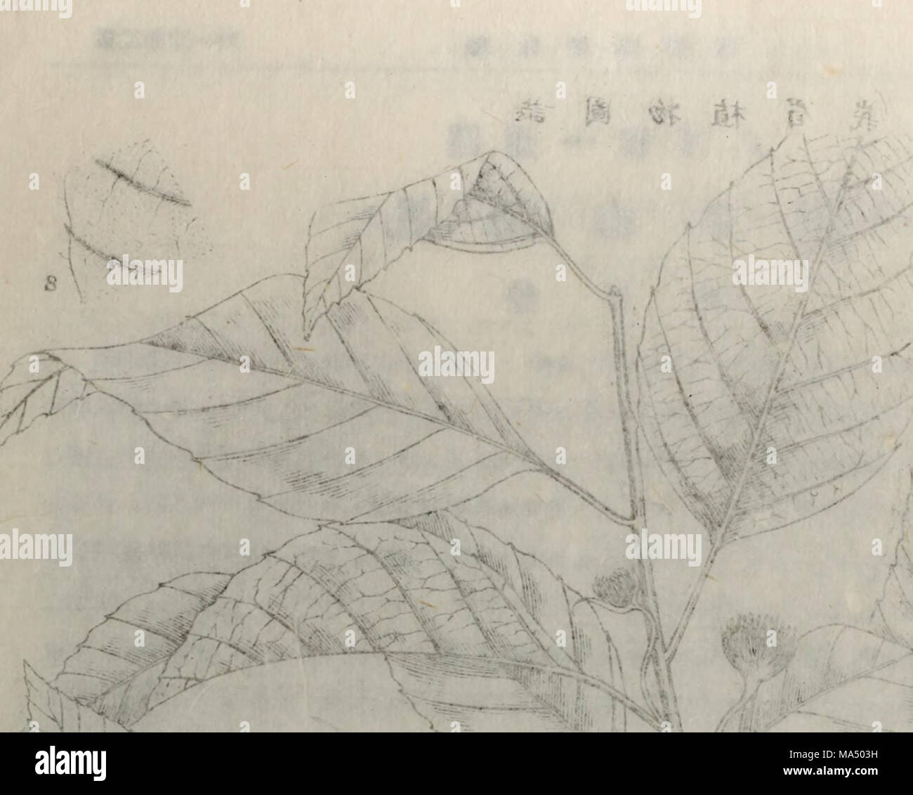 . e mei zhi wu tu zhi Stock Photo - Alamy