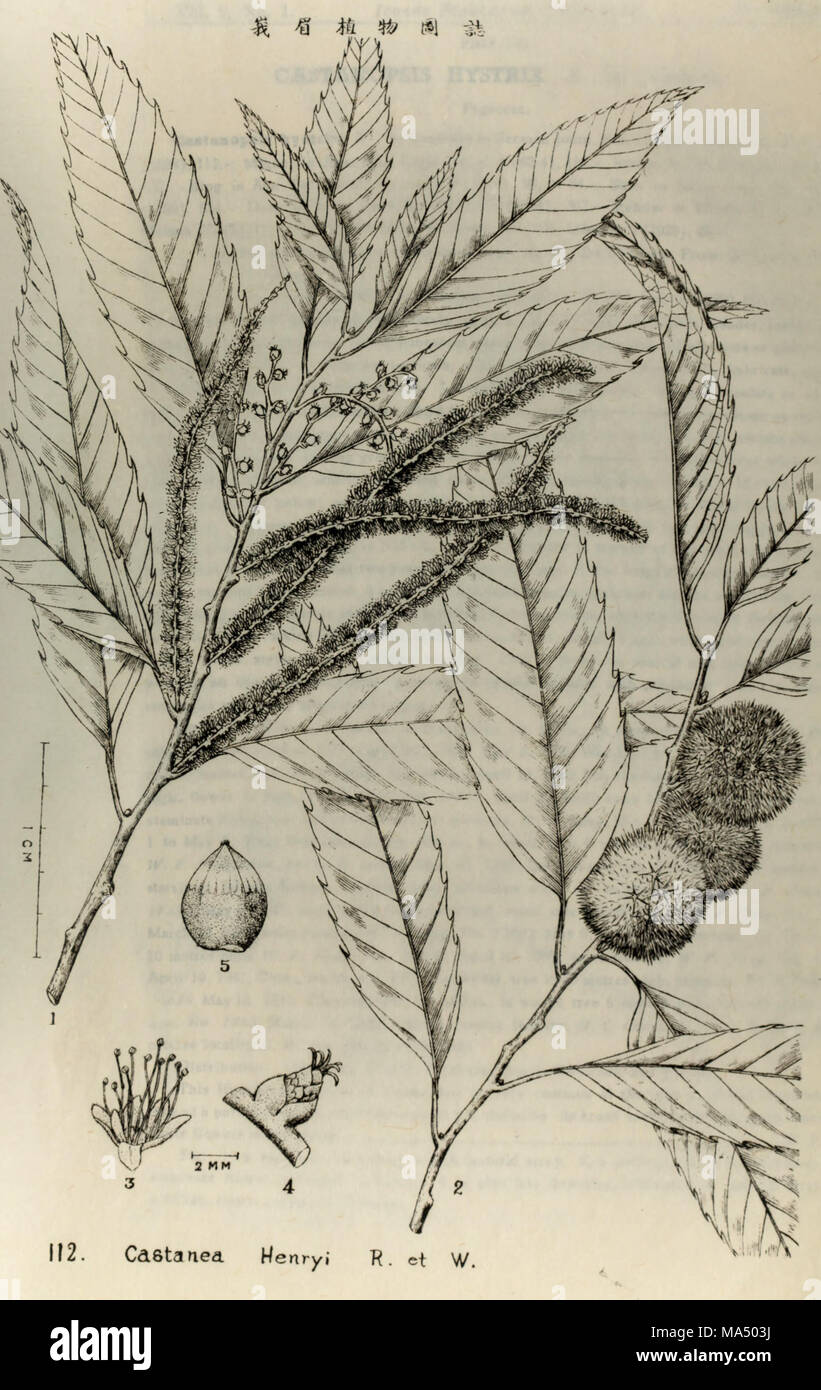 . e mei zhi wu tu zhi Stock Photo - Alamy