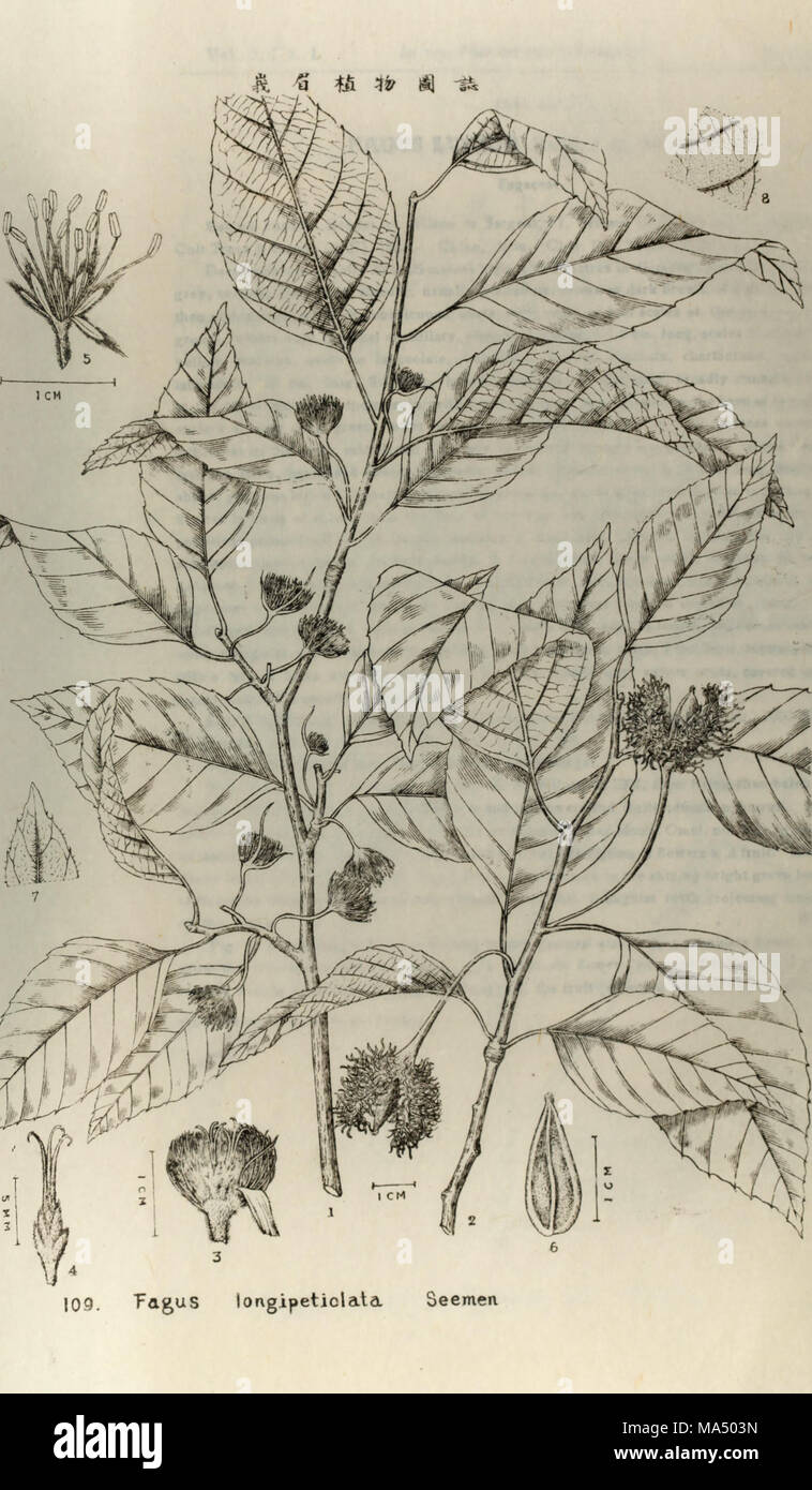 . e mei zhi wu tu zhi Stock Photo - Alamy