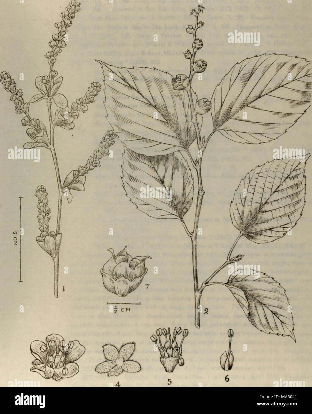 . e mei zhi wu tu zhi Stock Photo - Alamy