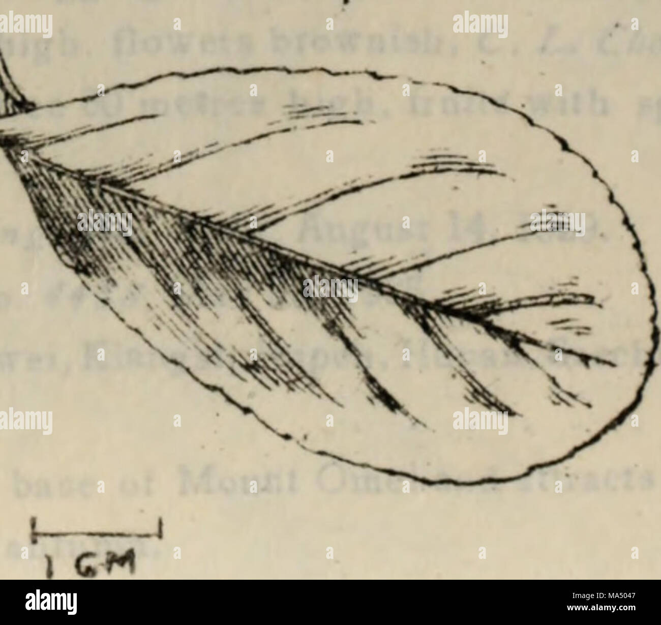 . e mei zhi wu tu zhi Stock Photo - Alamy