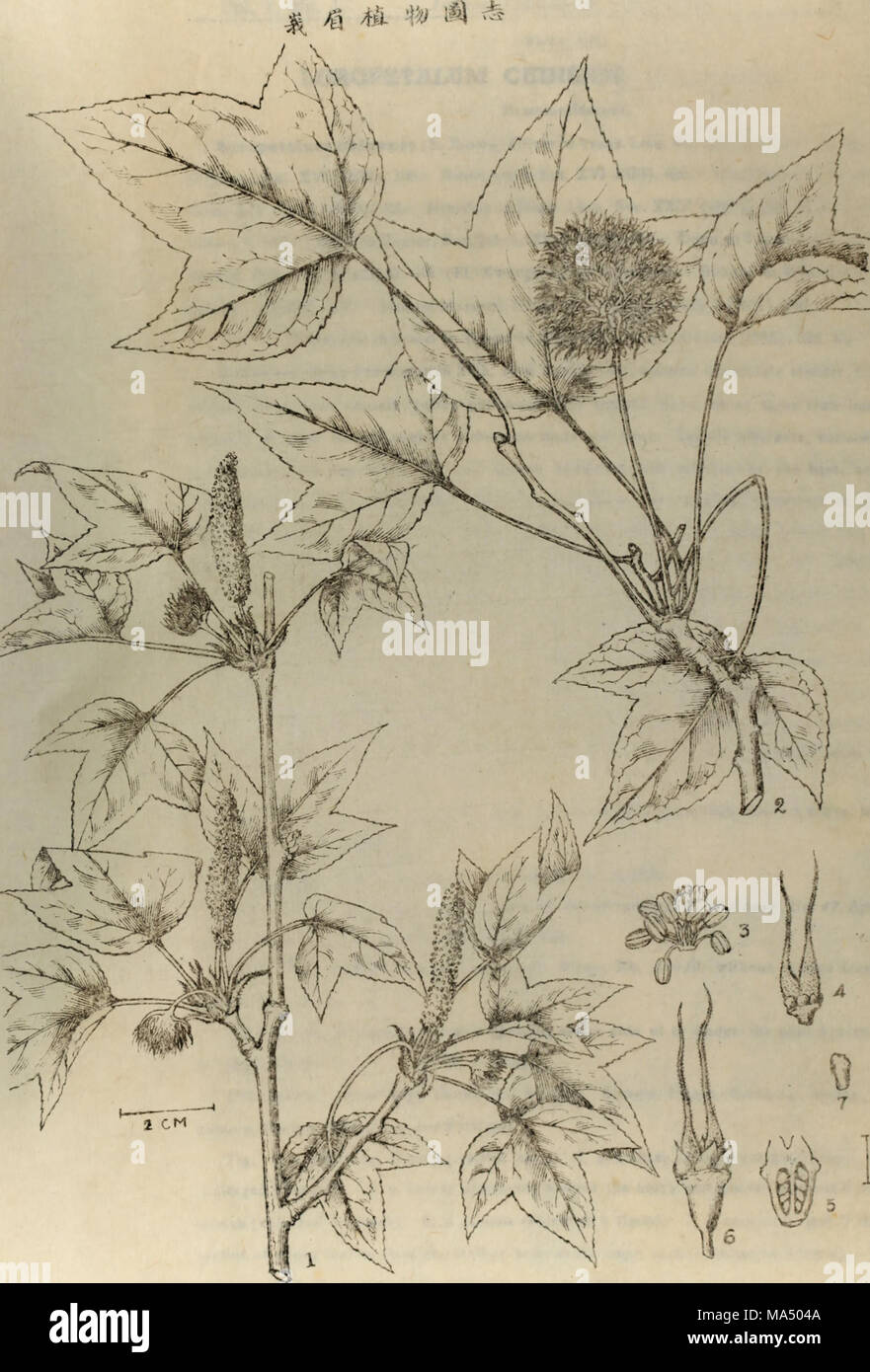 . e mei zhi wu tu zhi Stock Photo - Alamy