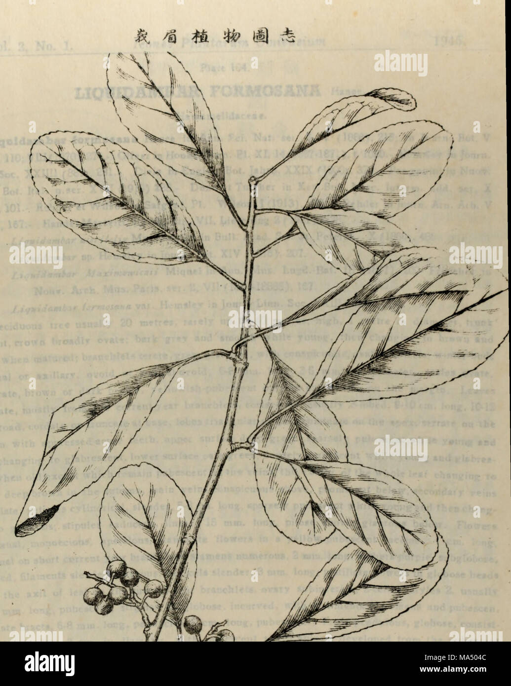 . e mei zhi wu tu zhi Stock Photo - Alamy