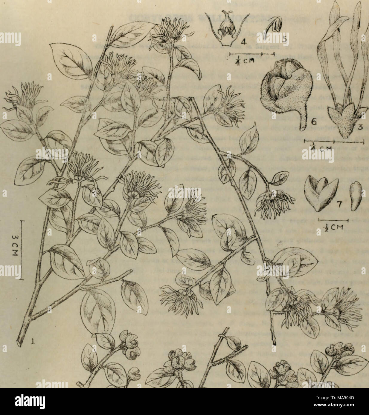 . e mei zhi wu tu zhi Stock Photo - Alamy