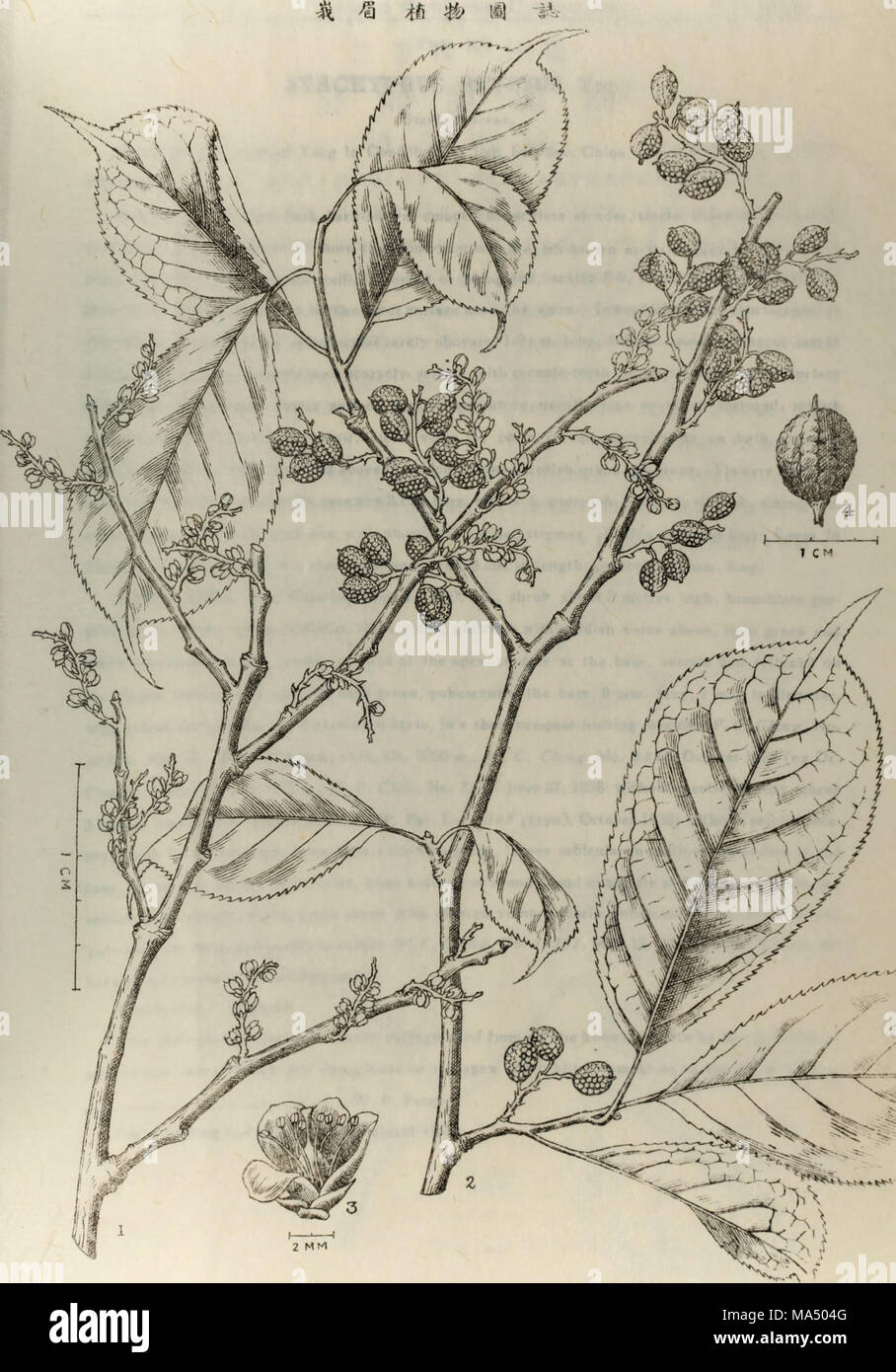 . e mei zhi wu tu zhi Stock Photo - Alamy