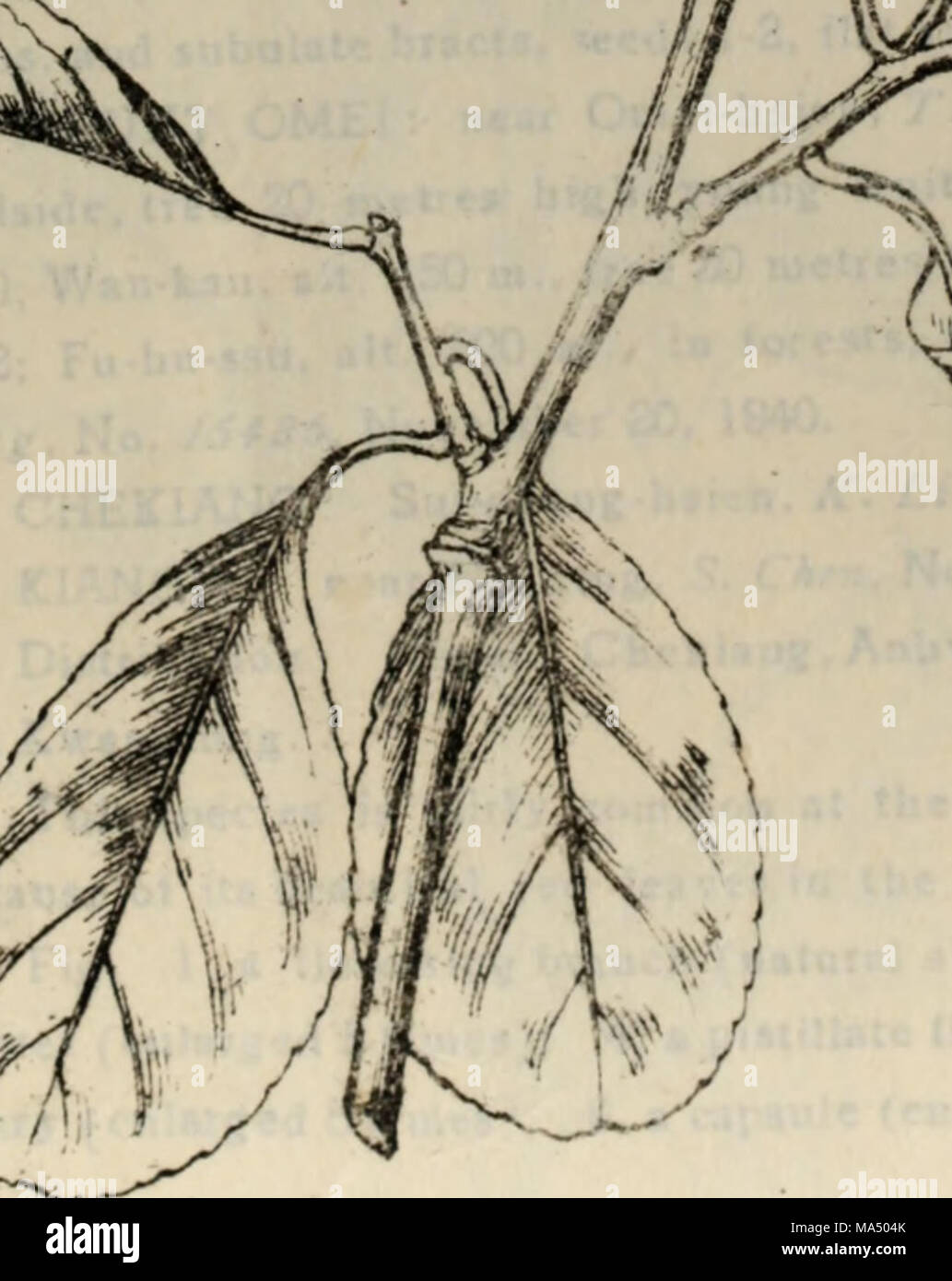 . e mei zhi wu tu zhi Stock Photo - Alamy