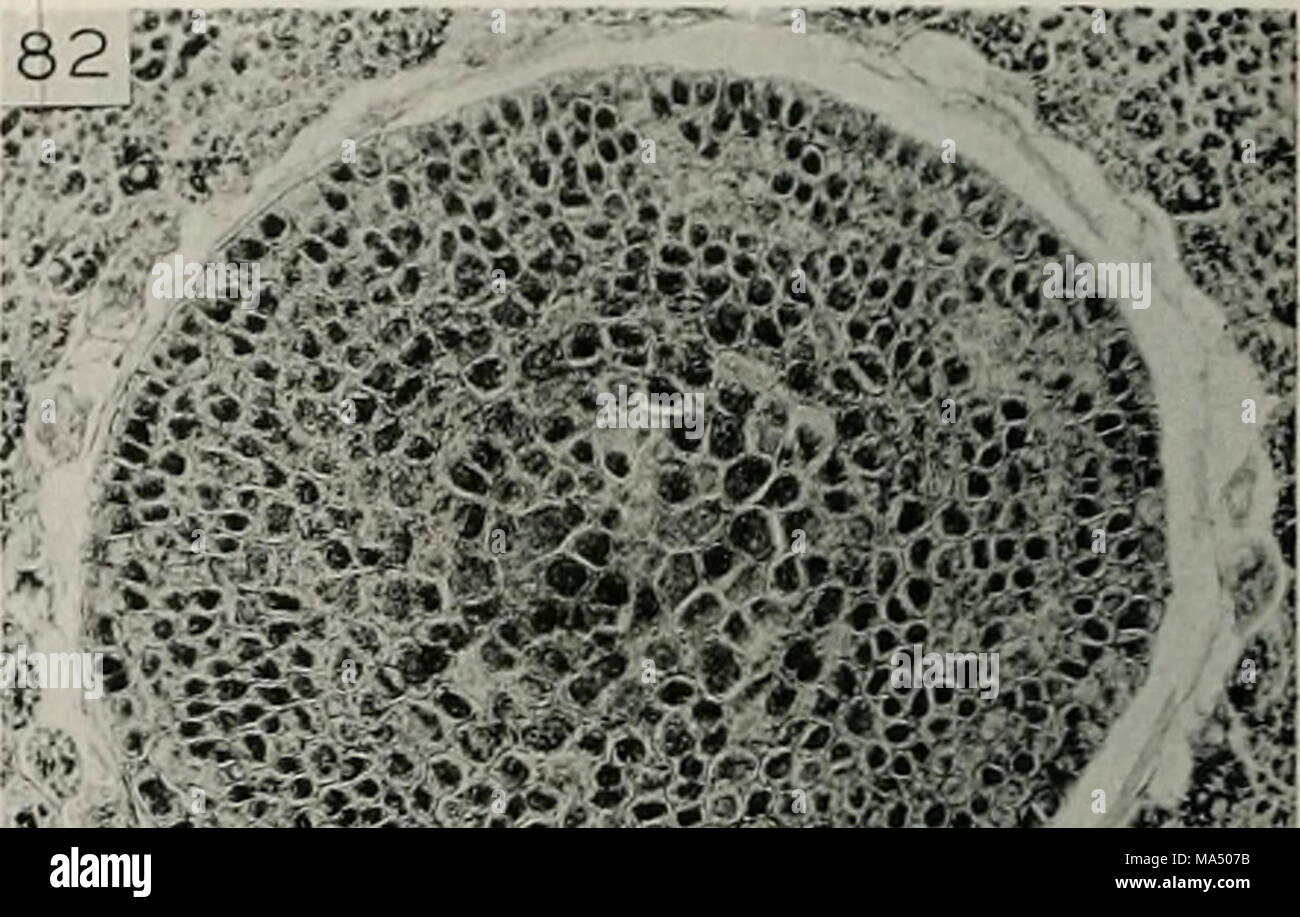 . The embryology of Larix Stock Photo - Alamy