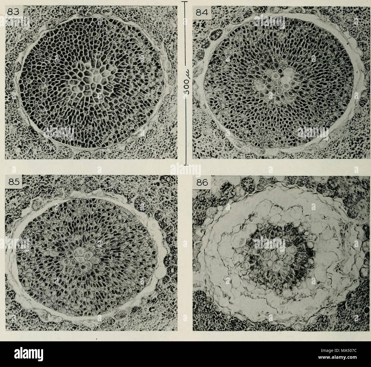 . The embryology of Larix Stock Photo - Alamy