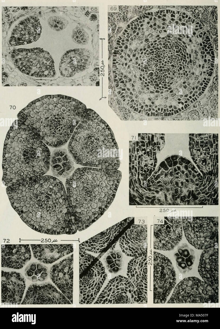 . The embryology of Larix Stock Photo - Alamy