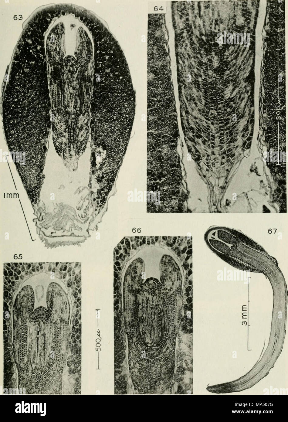 . The embryology of Larix Stock Photo - Alamy