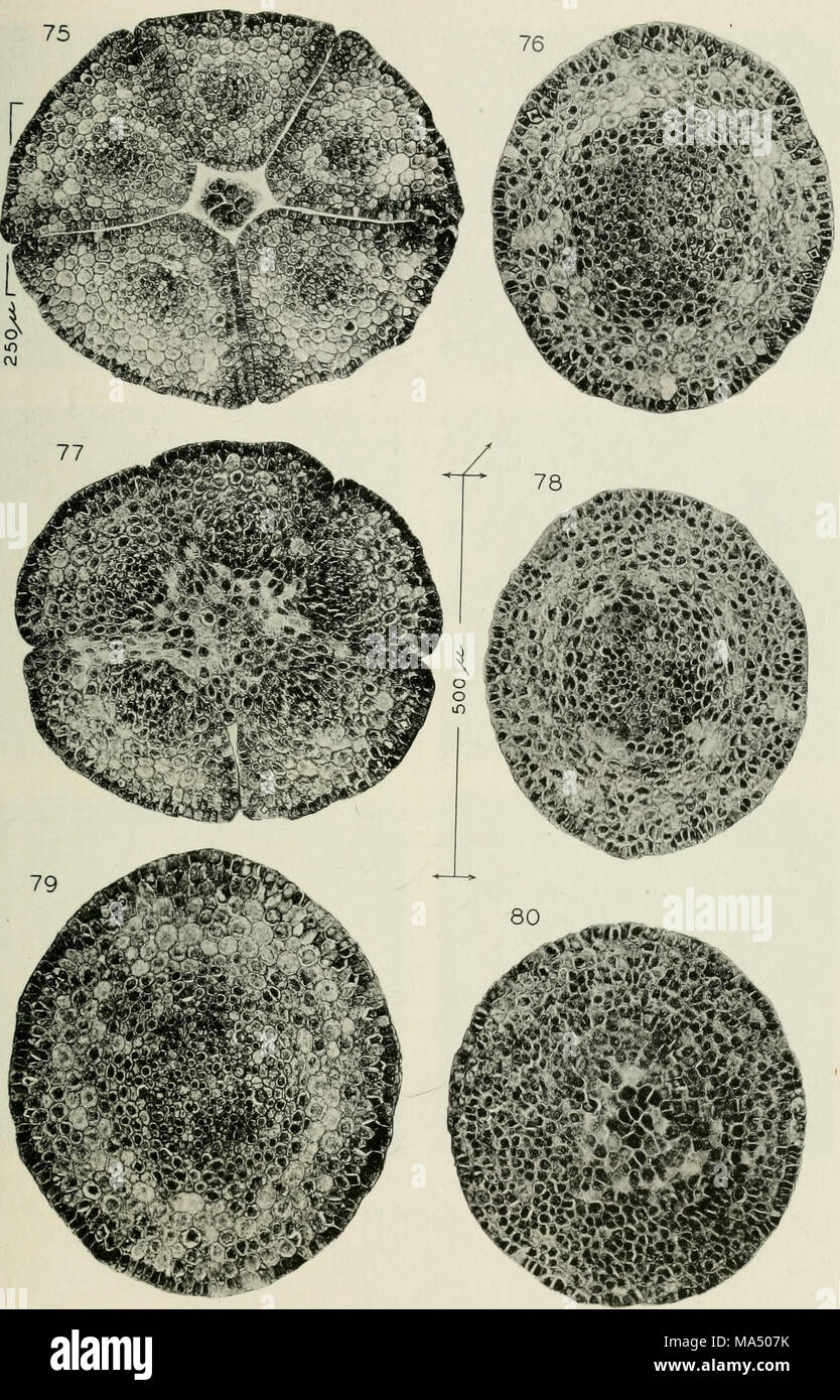 . The embryology of Larix Stock Photo - Alamy