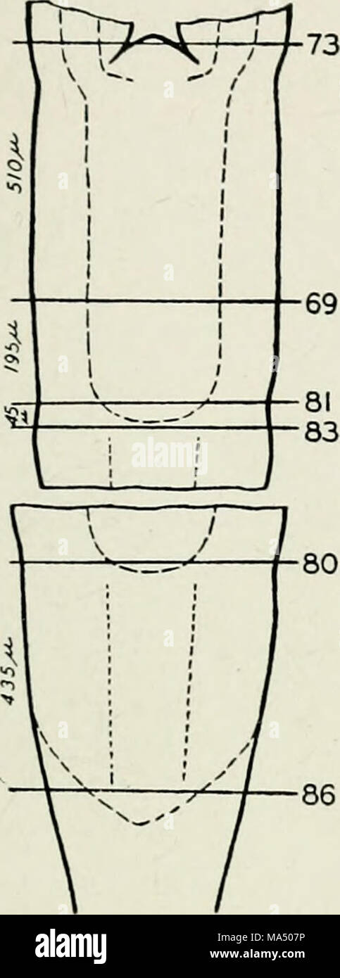 . The embryology of Larix Stock Photo - Alamy