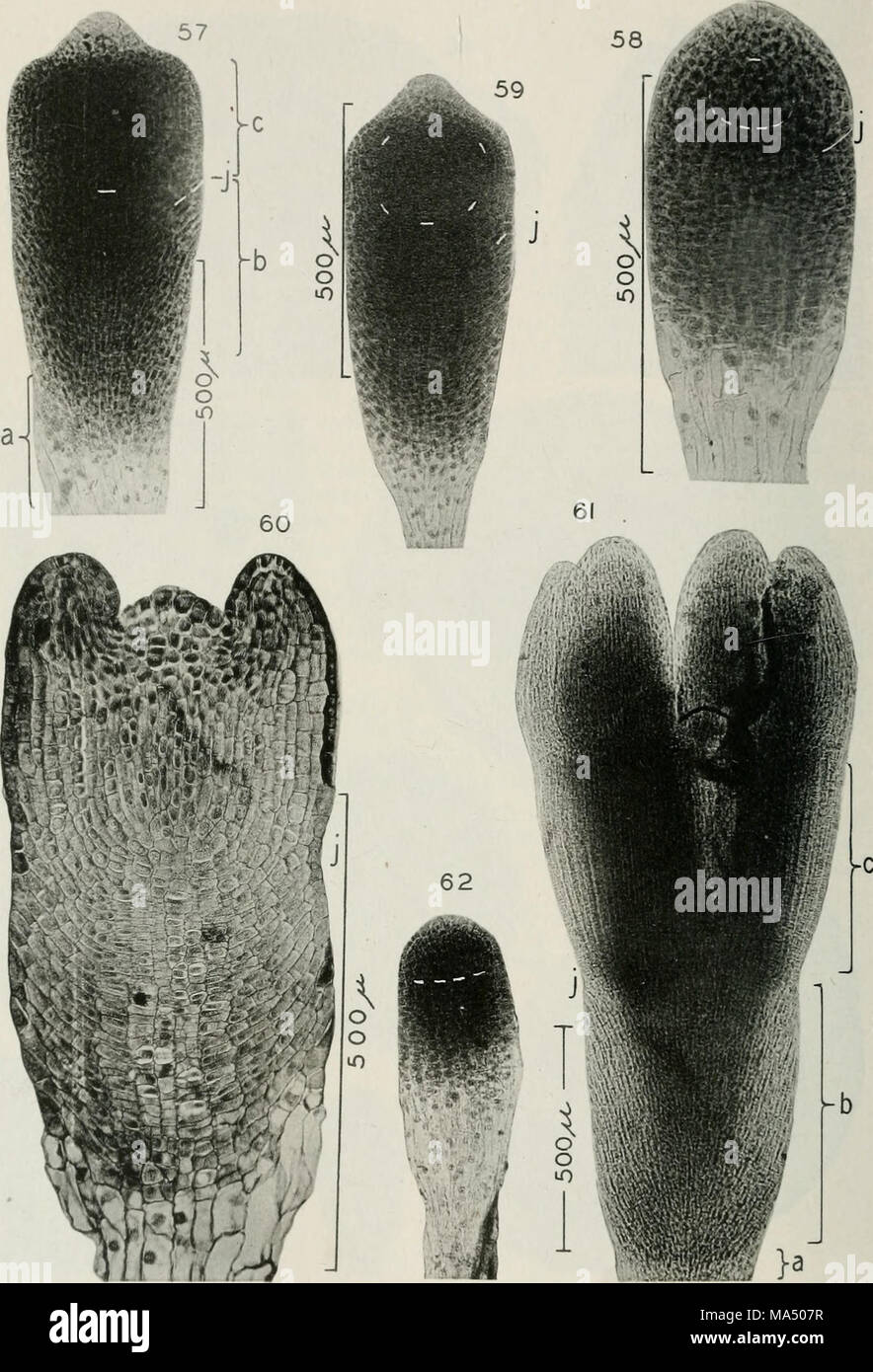 . The embryology of Larix Stock Photo - Alamy