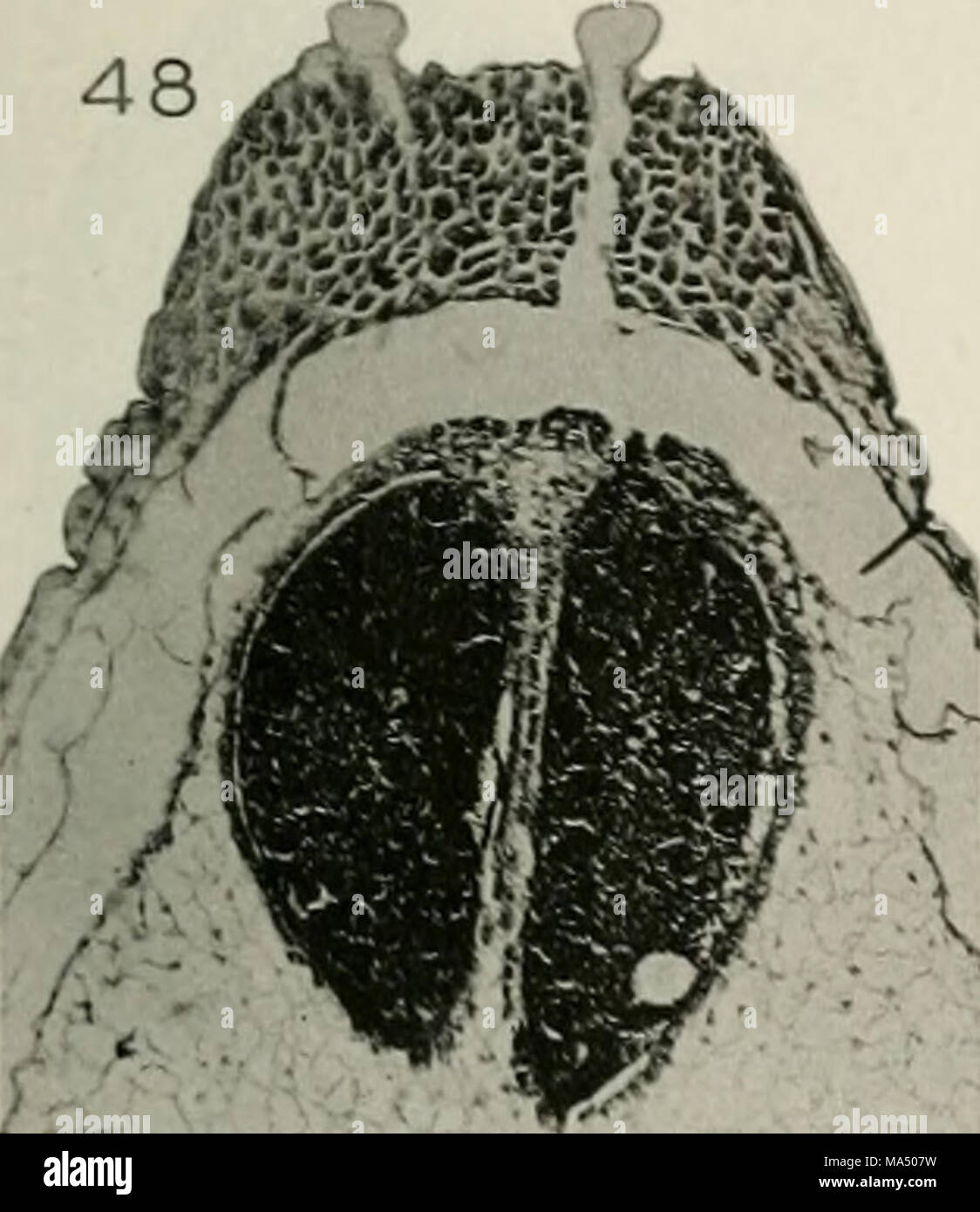 . The embryology of Larix Stock Photo - Alamy