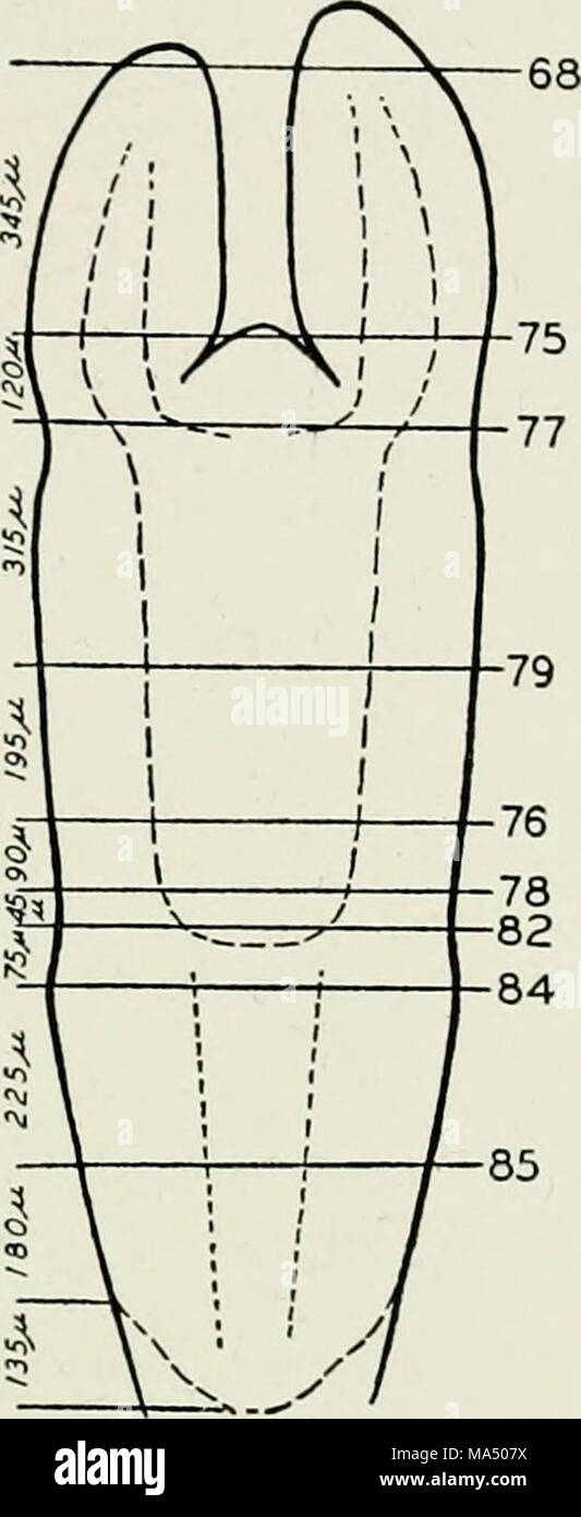 . The embryology of Larix Stock Photo - Alamy