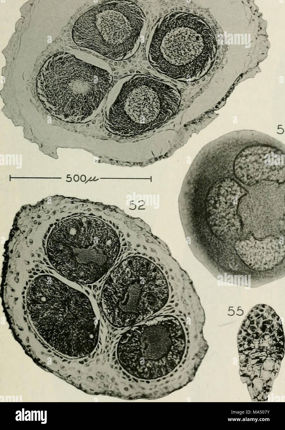 . The embryology of Larix Stock Photo - Alamy