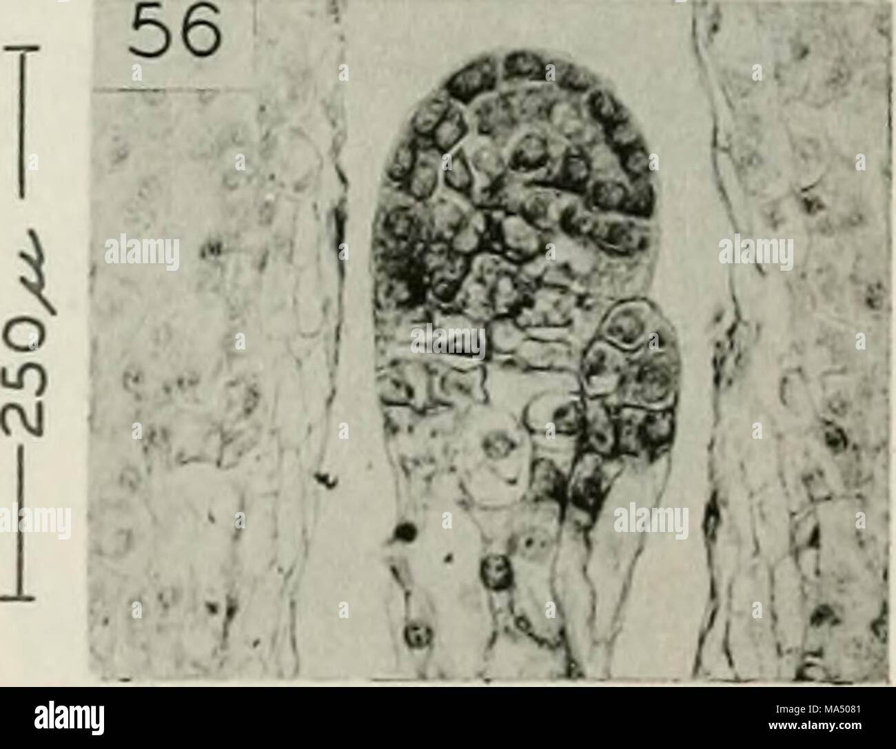 . The embryology of Larix Stock Photo - Alamy