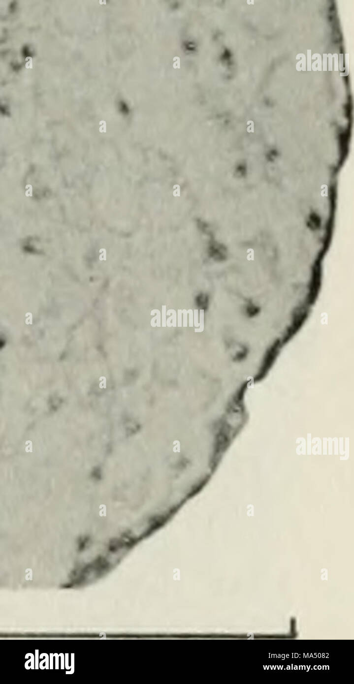 . The embryology of Larix Stock Photo - Alamy