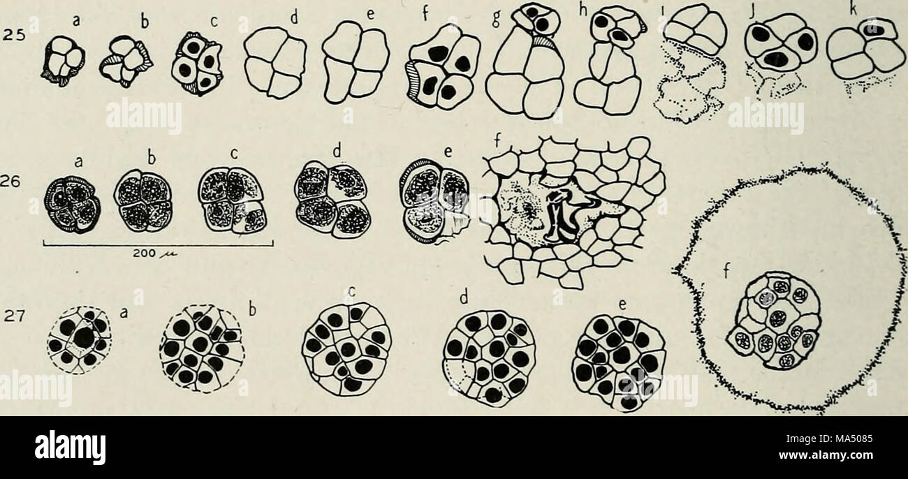 . The embryology of Larix Stock Photo - Alamy