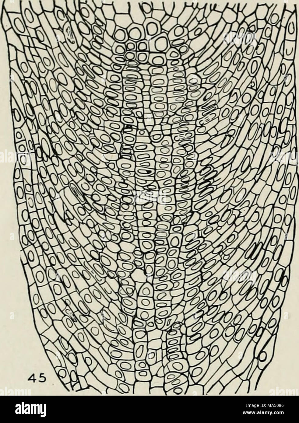 . The embryology of Larix Stock Photo - Alamy